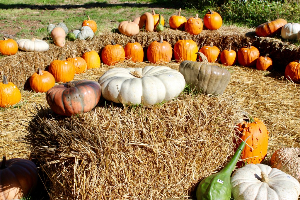 15 Pictures to Inspire You This Fall – The Bohemian Mermaid